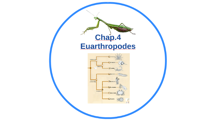 Chap.4 Euarthropodes by Arnaud VH on Prezi
