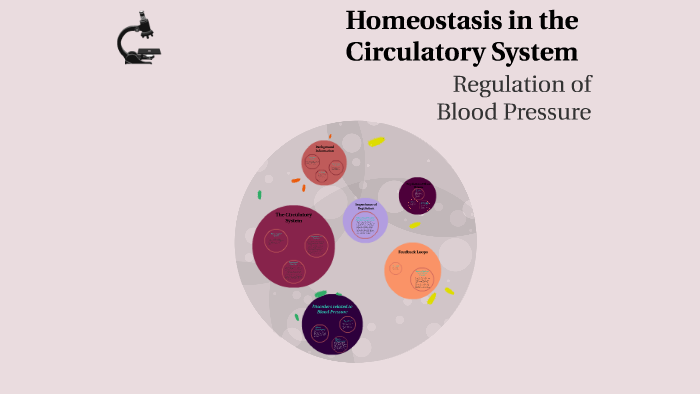 Homeostasis in the Circulatory System by lilla petruska on Prezi