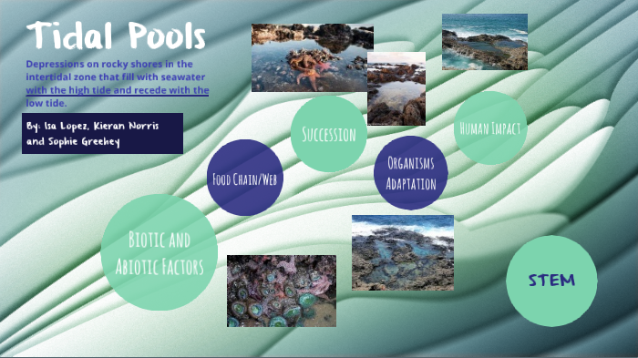 Tidal Pools- Biome Project by Isabella Lopez on Prezi