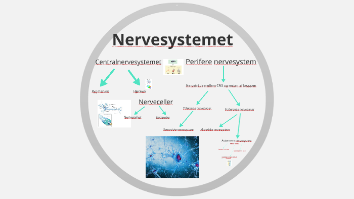 Nervesystemet by martin nielsen on Prezi