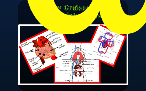 Travel Brochure- Circulatory System by Matt Kendrick on Prezi