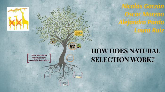 HOW DOES NATURAL SELECTION WORK? by Oscar Moreno on Prezi