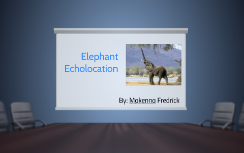 Elephant Echolocation by makenna fredrick on Prezi