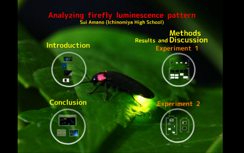 Analyzing firefly luminescence pattern by 天野 翠 on Prezi