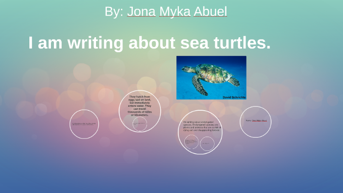 I am writing about sea turtles. by Miss Howard on Prezi