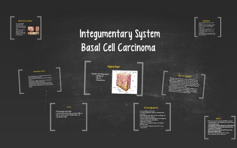Integumentary System by Jordan Sutphin on Prezi