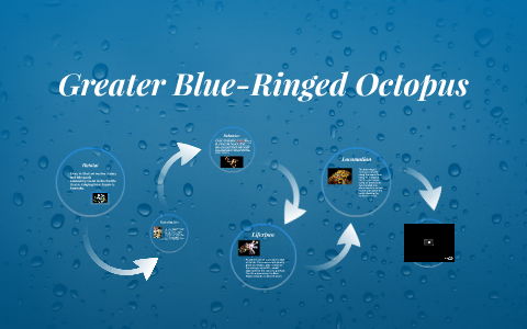 Blue-Ringed Octopus by Chase Austin on Prezi