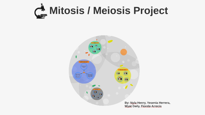 Mitosis/ Meiosis Project by Nyla Henry on Prezi