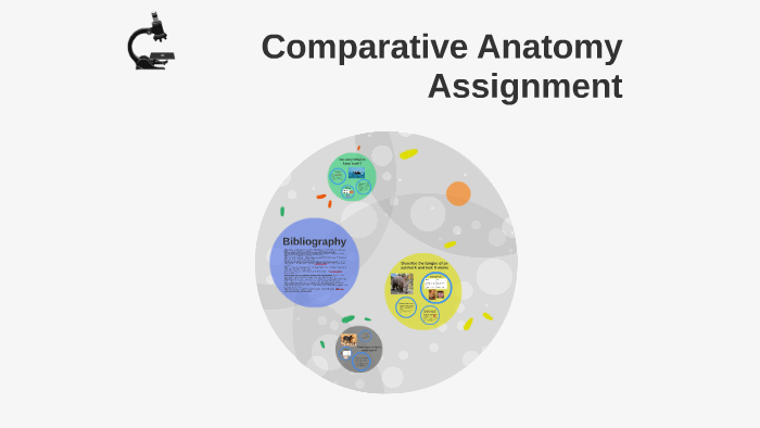 Comparative Anatomy Assignment by Kimberley Eu on Prezi