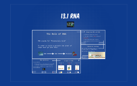 13.1 RNA by Cole Hardacre on Prezi