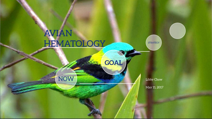 Avian Hematology by Libby Chow on Prezi