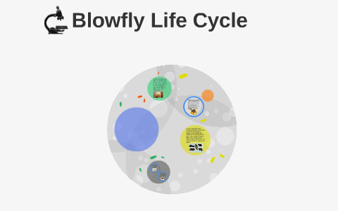 Blowfly Life Cycle by Maddie Cameron on Prezi