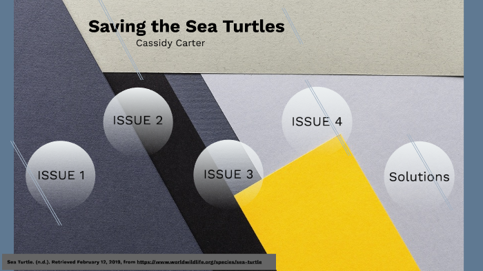 Saving the Sea Turtles by Cassi Carter on Prezi
