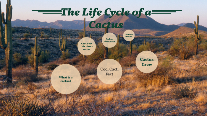 Cactus Life Cycle by Sam Sutter on Prezi Next