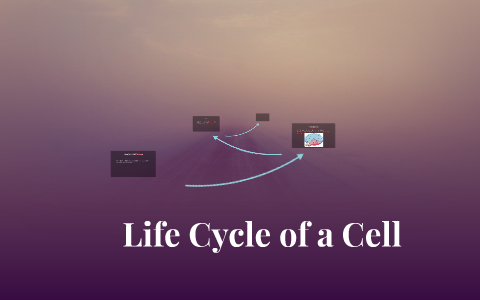 Life Cycle of a Cell by Krista Martin on Prezi