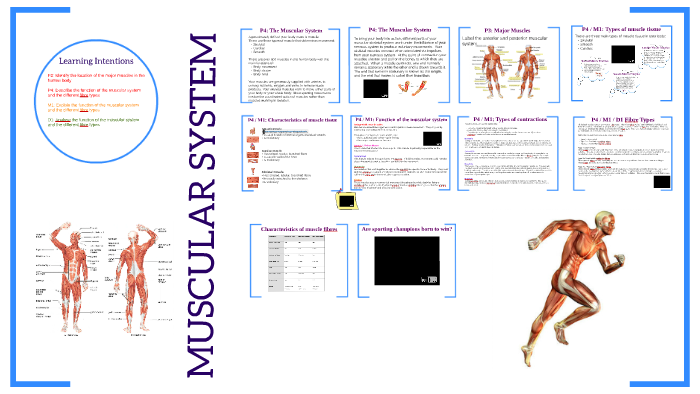 Assignment 2: Muscular System by Miss Watson on Prezi