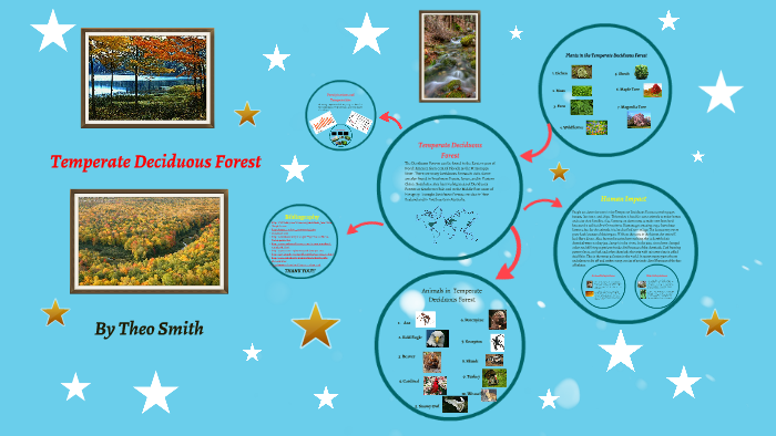 Temperate Deciduous Forest by Theo Smith on Prezi