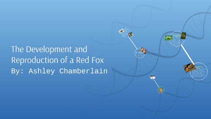 The Development and Reproduction of a Fox by Krinx Pro on Prezi