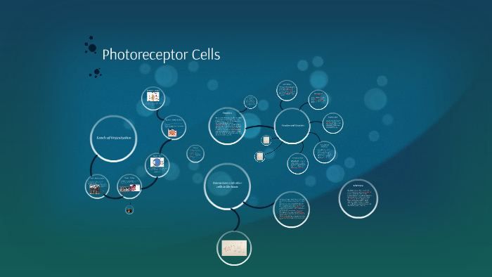 Photoreceptor Cells by