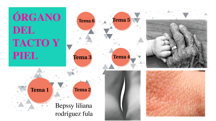 ÓRGANO DEL TACTO Y PIEL. by liliana Rodríguez on Prezi