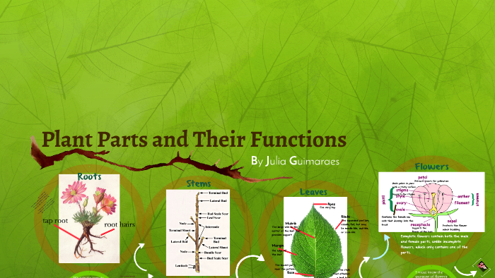 Plant Parts and Their Functions by Julia G on Prezi