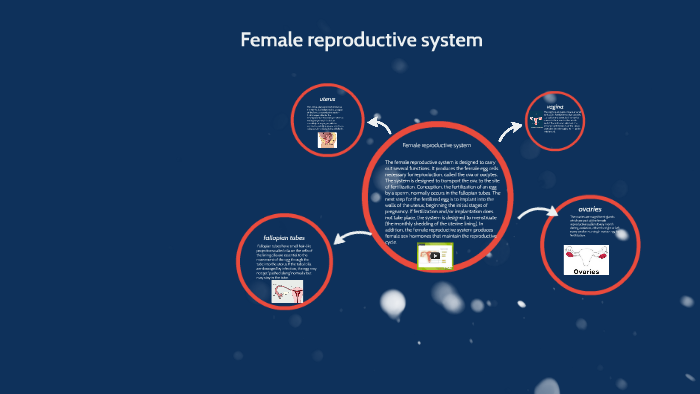 Female reproductive system by thomas casella on Prezi