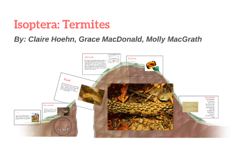 Isoptera: Termites by Claire Hoehn on Prezi