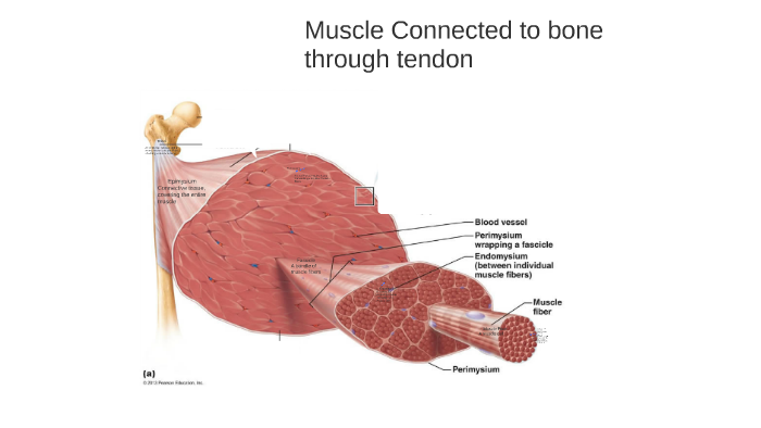 Tendon by matthew iway on Prezi