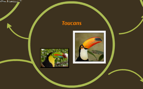 Toucans by Sienna Caruana on Prezi