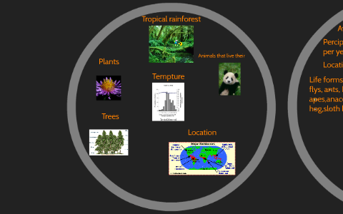 Tropical rainforest by jamel hicks on Prezi