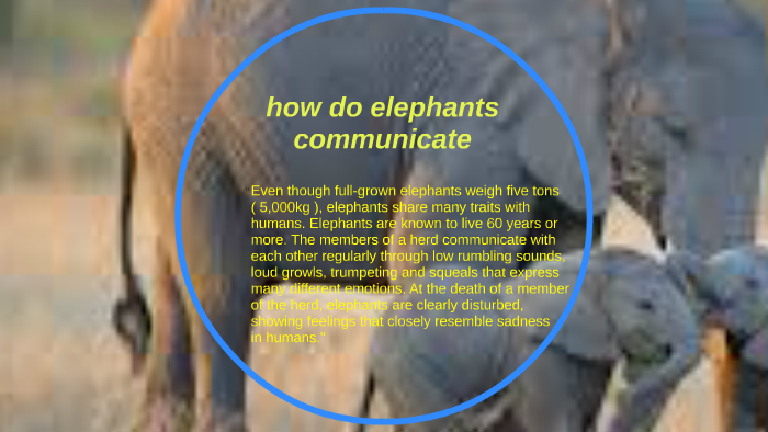 How do elephants communicate and do they show feelings like by Sarah Carter