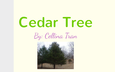 Cedar Tree by on Prezi