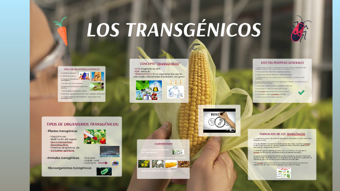 TIPOS DE ORGANISMOS TRANSGÉNICOS: by Berta Artigas on Prezi