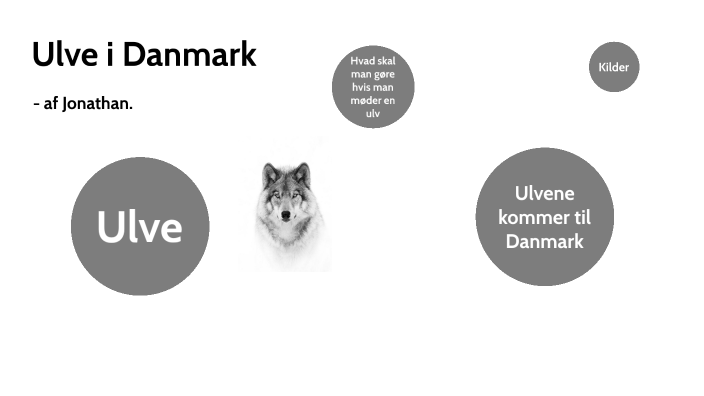 Ulve i Danmark by jona114x klostermarksskolen on Prezi