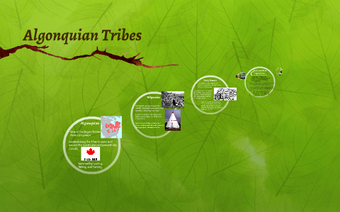 Algonquian and Iroquois Tribes by Erin Sawyer