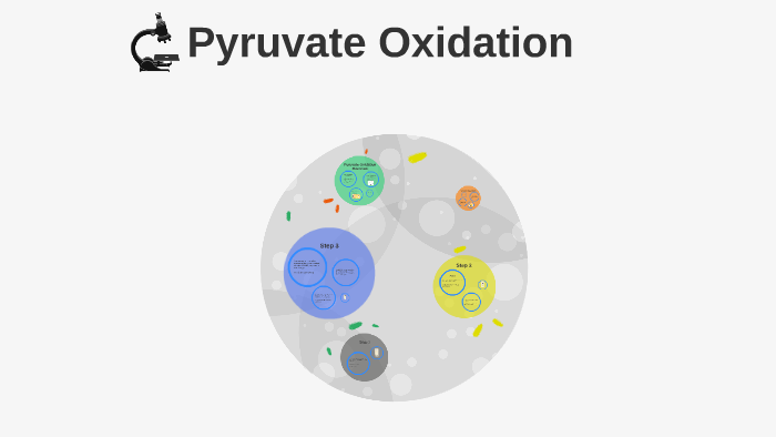 Pyruvate Oxidation by Tiff Pham on Prezi