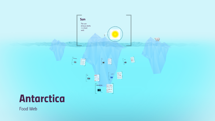 Antarctica Food Web by Sarah Schofield on Prezi