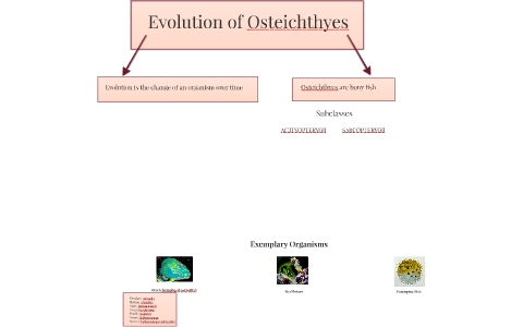 Evolution of Osteichthyes by Jen Newman on Prezi