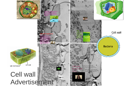 Cell wall advertisement by Realyn Cuaresma on Prezi