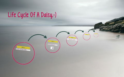 Life Cycle Of A Daisy:) by Princess Sana on Prezi