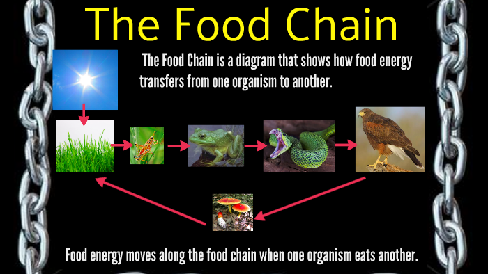 The FOOD CHAIN by christine pearsall on Prezi