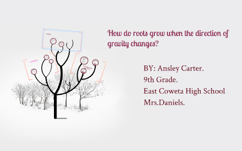 How do roots grow when the direction of gravity changes? by Ansley ...
