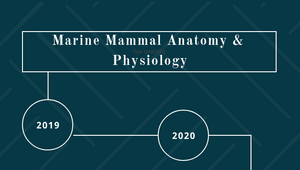 Marine Mammal Anatomy & Physiology by Olivia Sears on Prezi Design