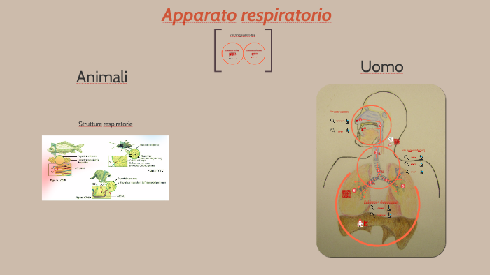 Apparato respiratorio by Alessandro Ruzza on Prezi