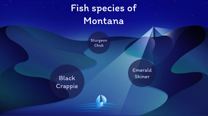 Montana's fish by Carolina Ossa on Prezi