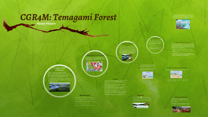 Ecosystem Field Guide: Temagami Forest by Alyssa Husain on Prezi