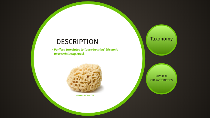 Phylum Porifera - EMCC BIO182 by Nathan Rassi on Prezi