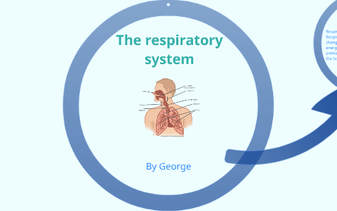 The respiratory system by George Piakis on Prezi