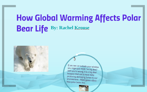How Global Warming Affects Polar Bear Life by Rachel Krouse on Prezi