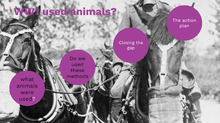 animals used in WW1 by Mary Moran on Prezi